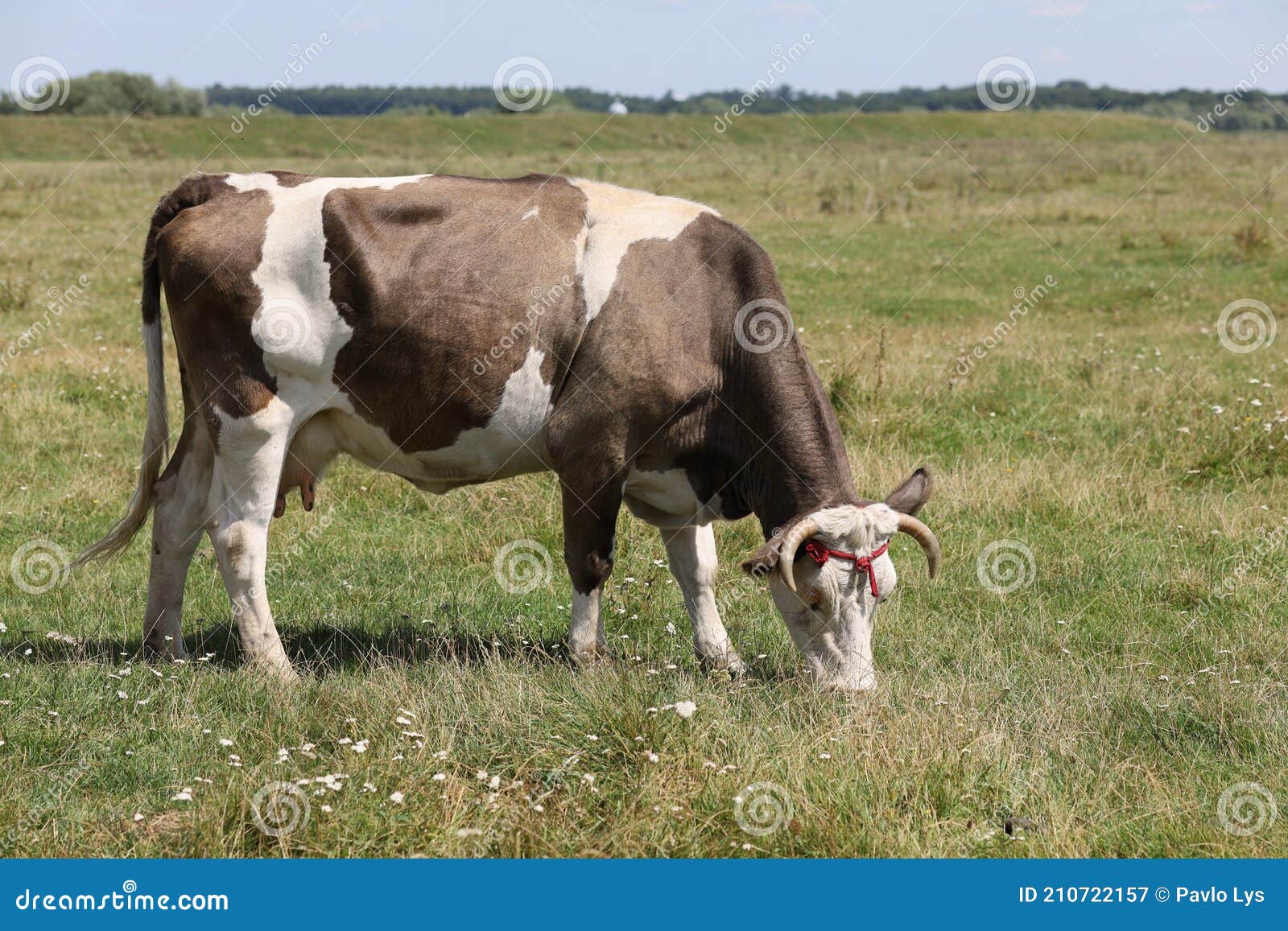 La Vaca Parda Pastorea En La Hierba En Verano Imagen de archivo ...