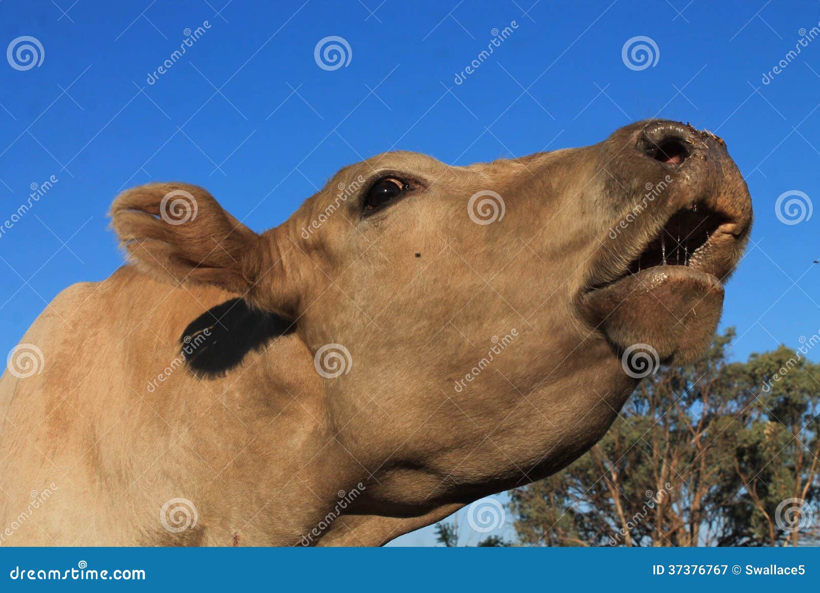 La vaca va MOO imagen de archivo. Imagen de leche, vaca - 37376767