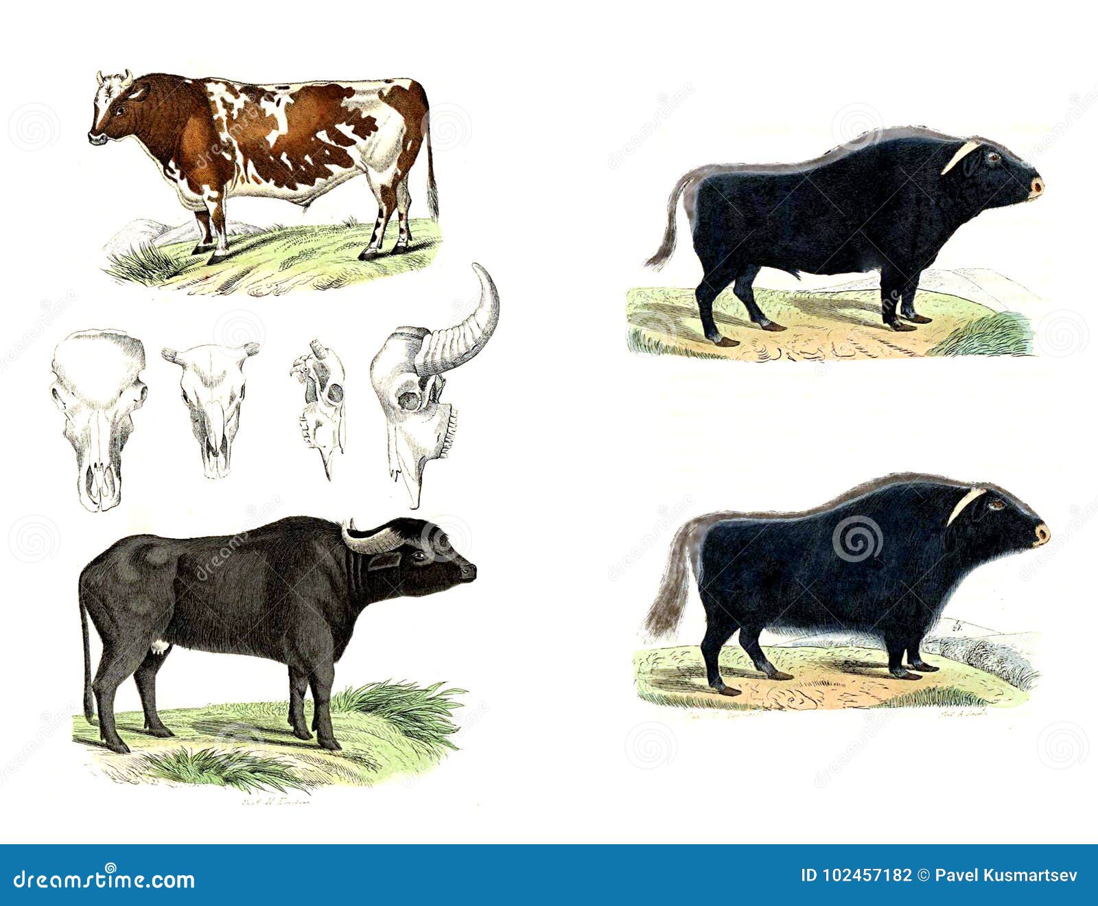 La Vaca Y El Toro Ejemplos De Color Stock de ilustración - Ilustración ...