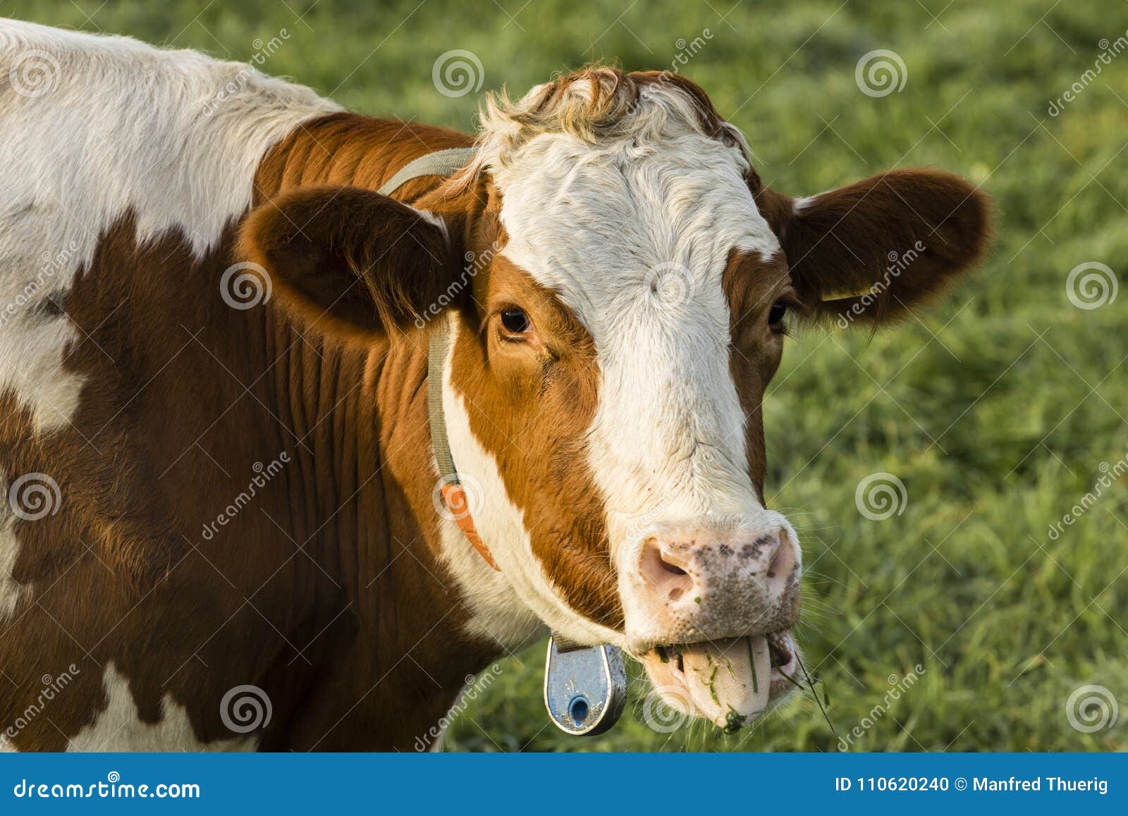 La Vache Rouge Du Holstein Colle Sa Langue Photo stock - Image du noir ...