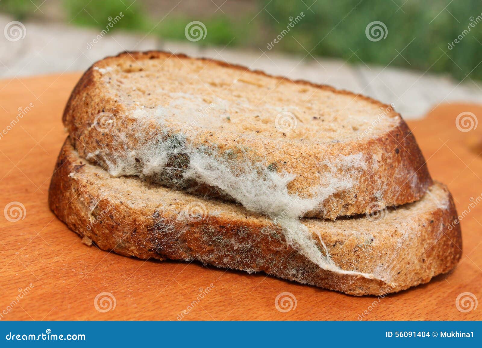 La Vecchia Muffa Nera Sul Pane Fotografia Stock - Immagine di muffa ...