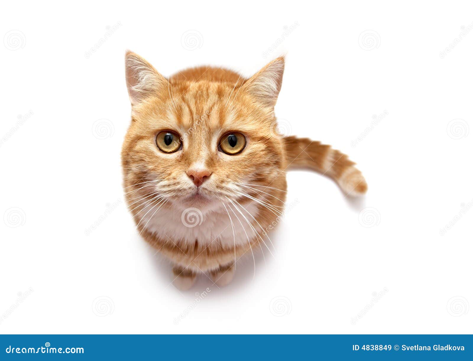 La verticale du chat rouge image stock. Image du chaton - 4838849