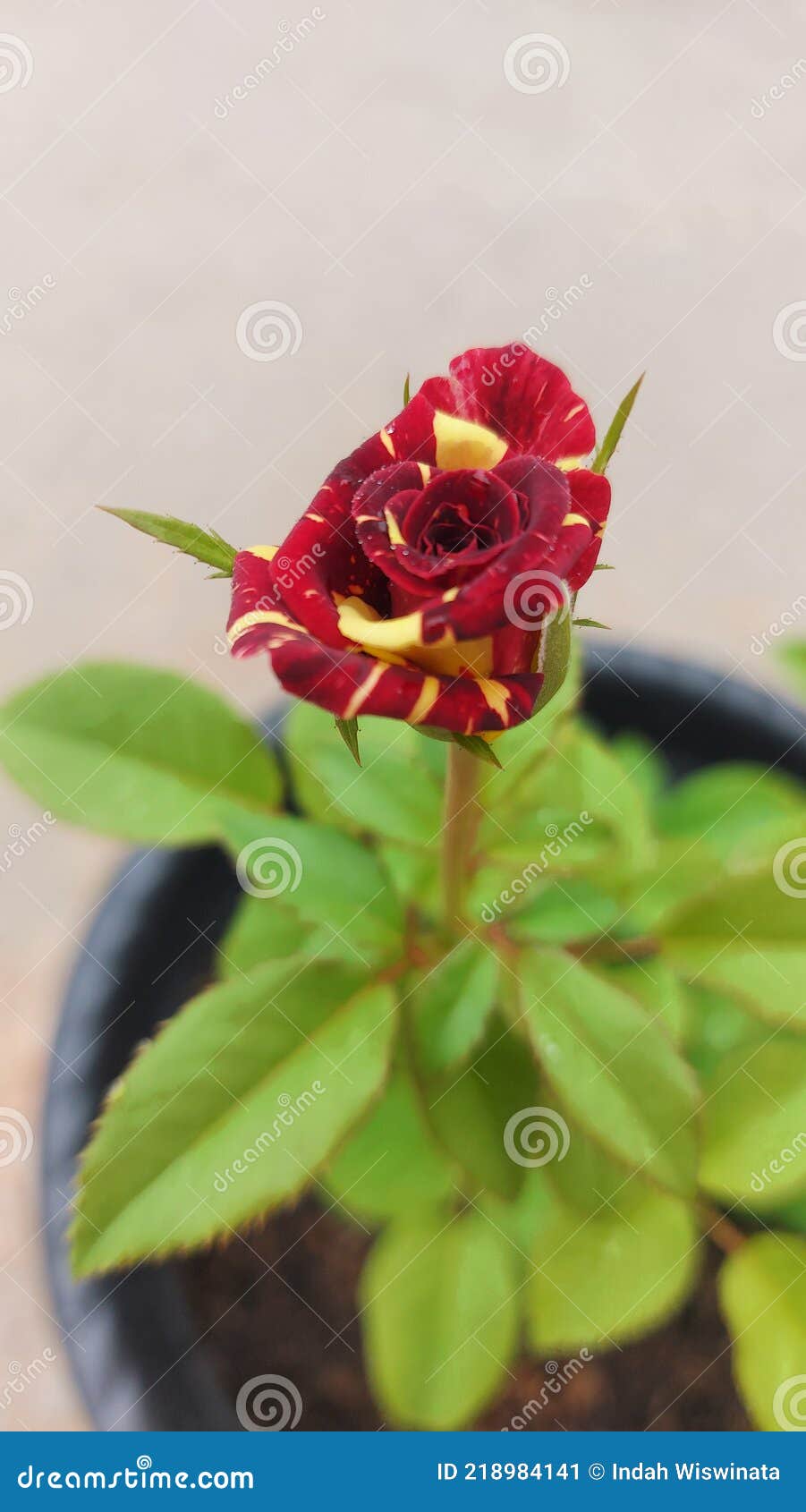 La vi en rose stock image. Image of shrub, blossom, rose - 218984141