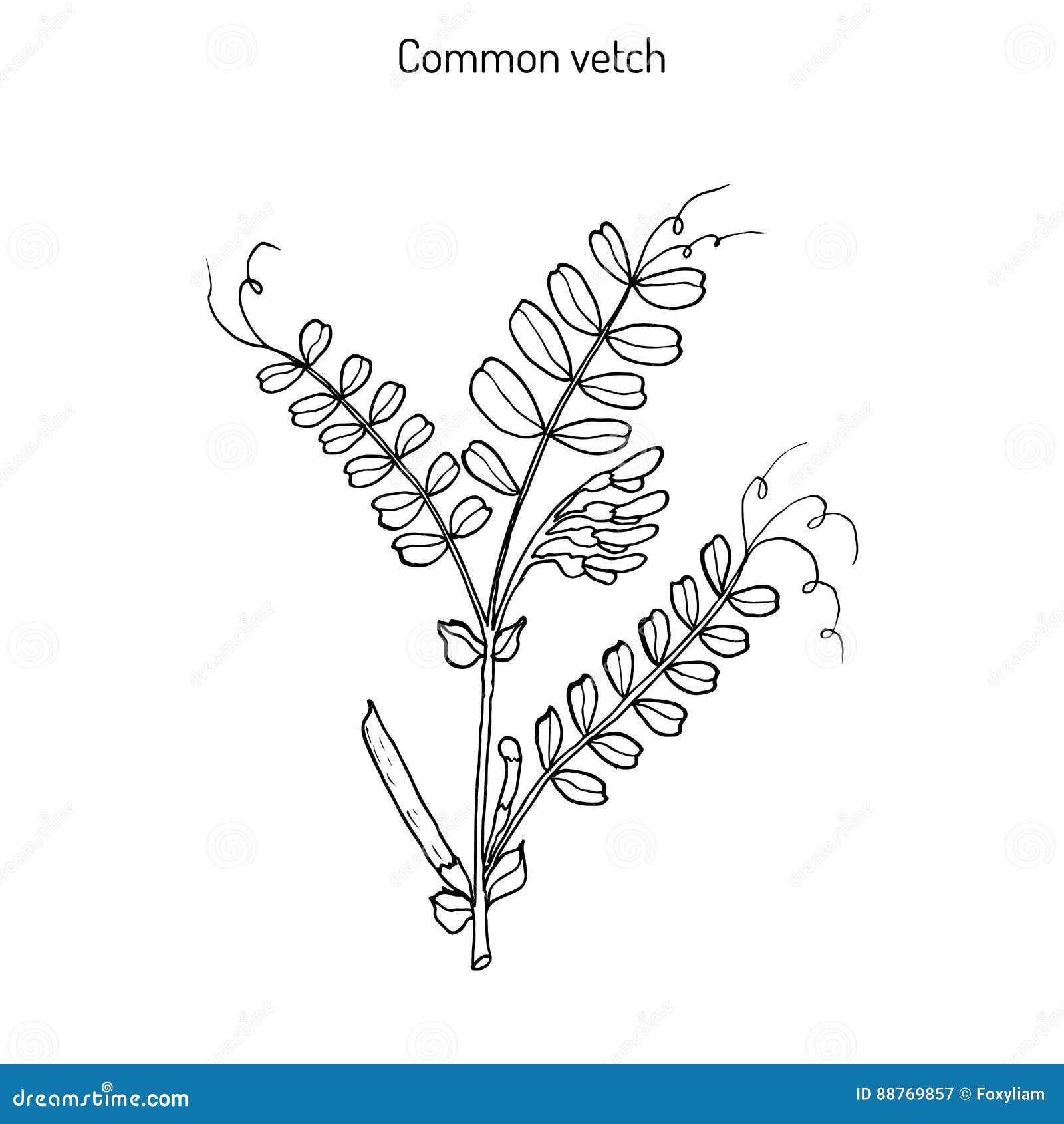 La Vicia De La Arveja Sativa Ilustración del Vector - Ilustración de ...