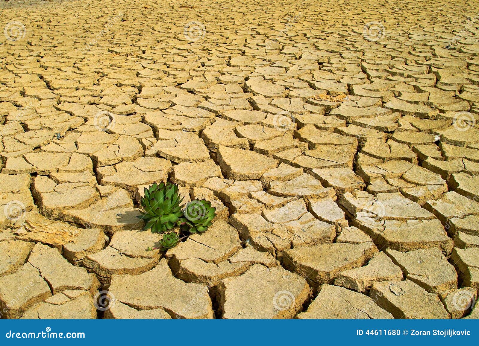 La vie dans le sol aride photo stock. Image du chauffer - 44611680