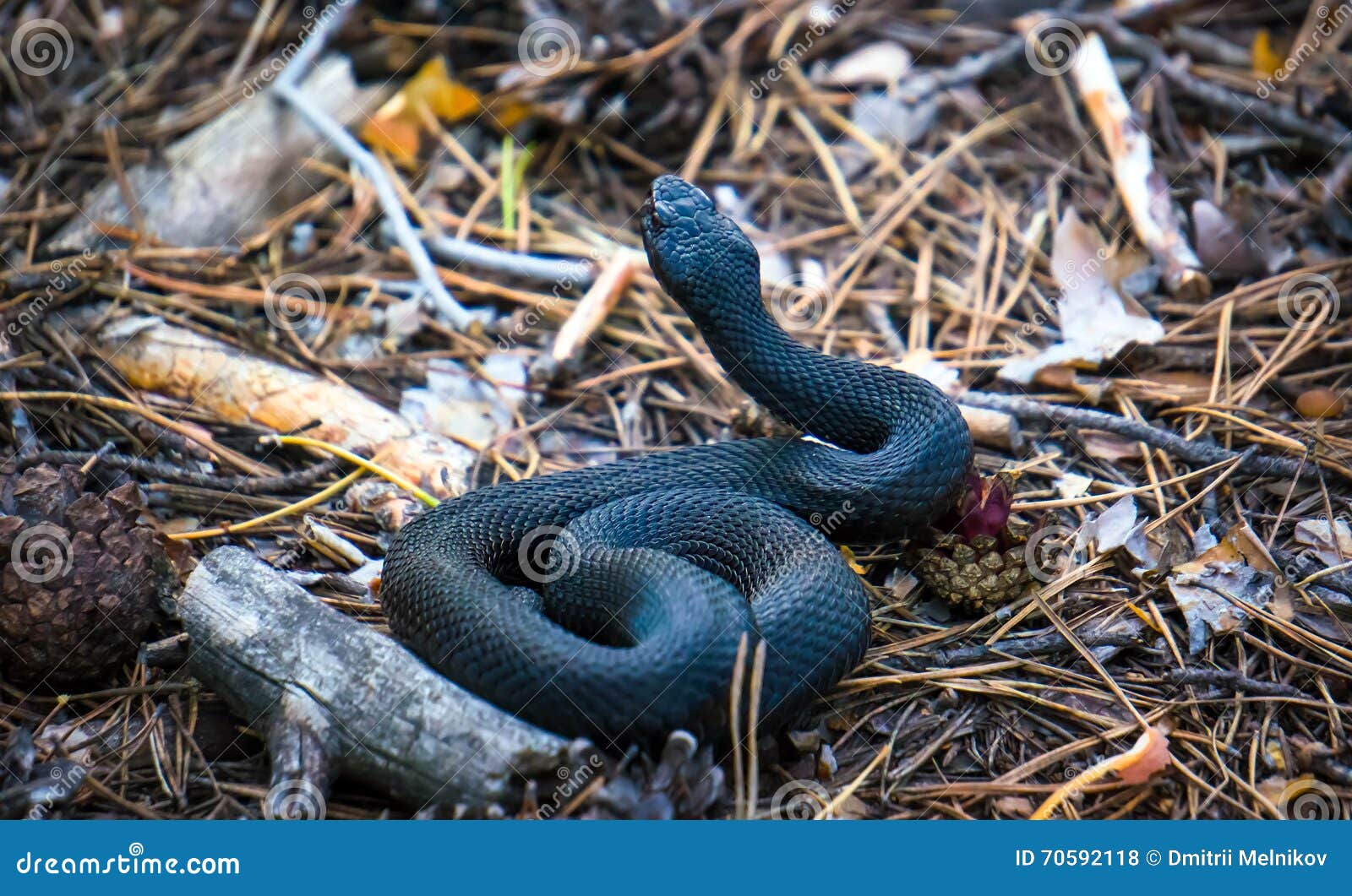 La Vipera Si Trova E Minacciosamente Ha Sollevato Una Testa Fotografia ...