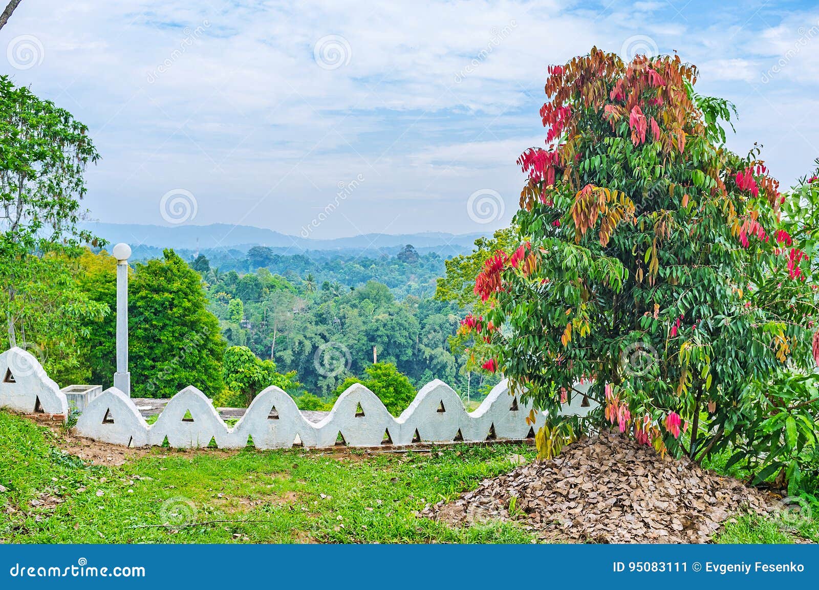 La Vista Con Il Ironwood Del Ceylon Immagine Stock - Immagine di ...