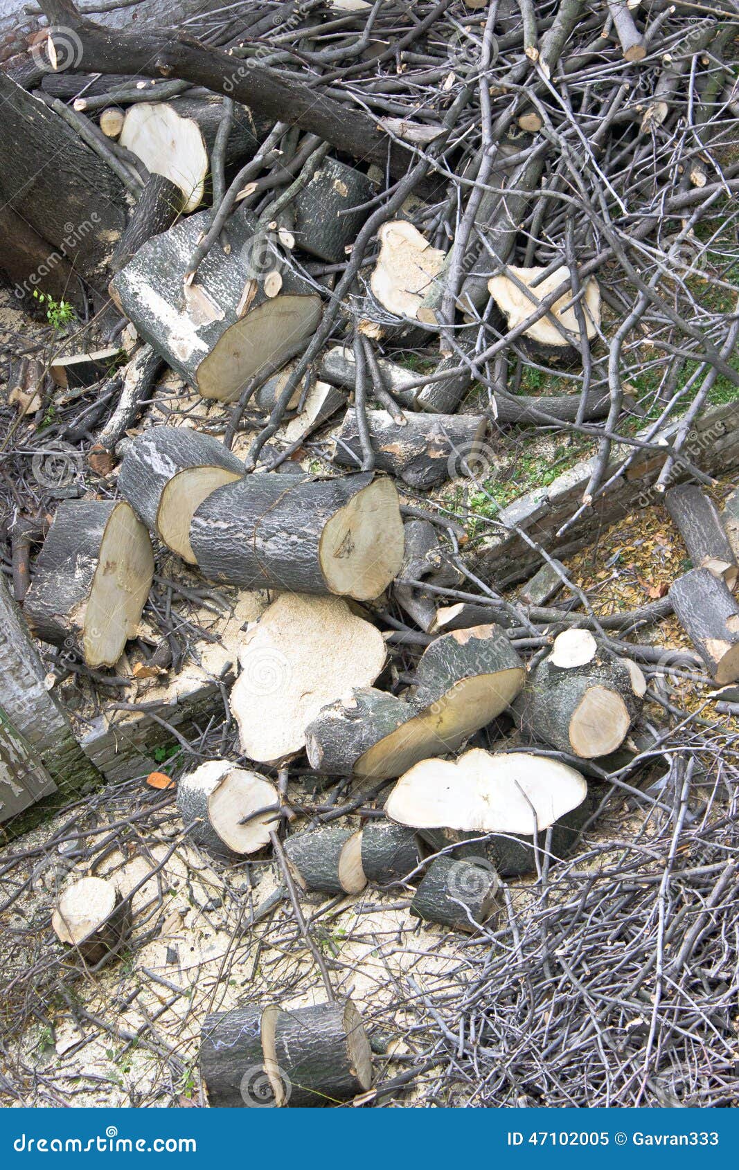 La Vista Di Un Mucchio Registra Immagine Stock - Immagine di foresta ...