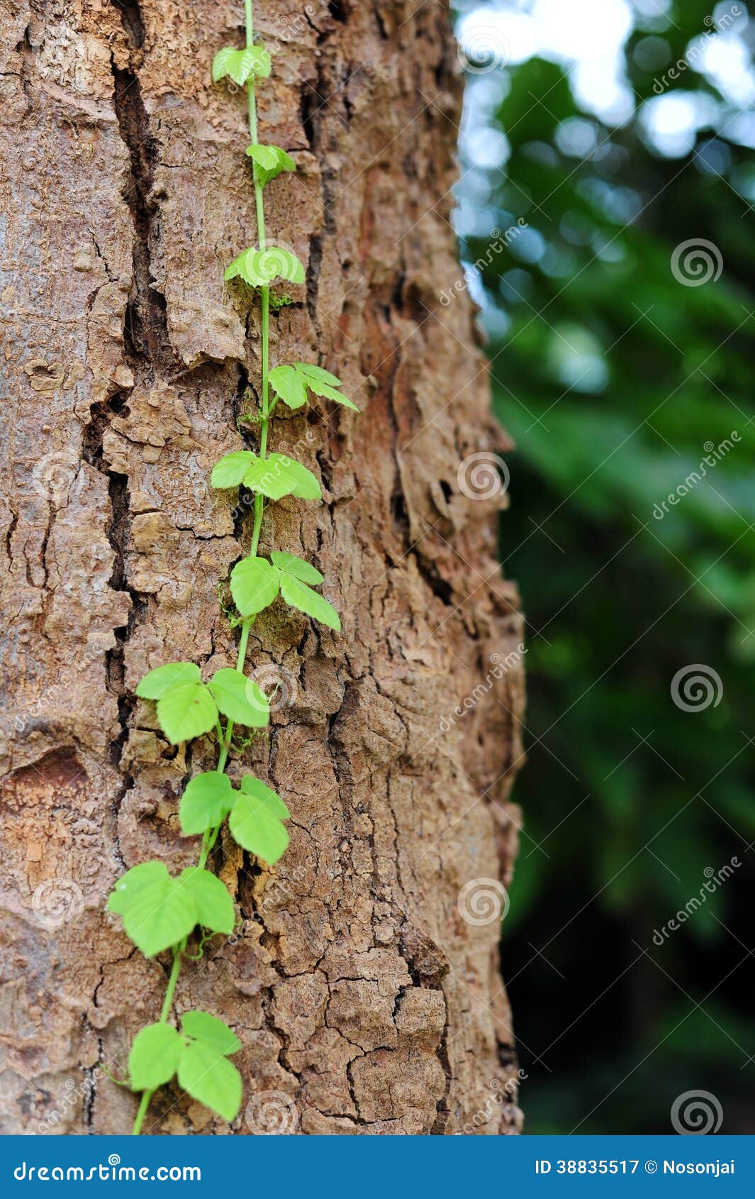 La Vite Striscia Lungo L'albero Immagine Stock - Immagine di foresta ...