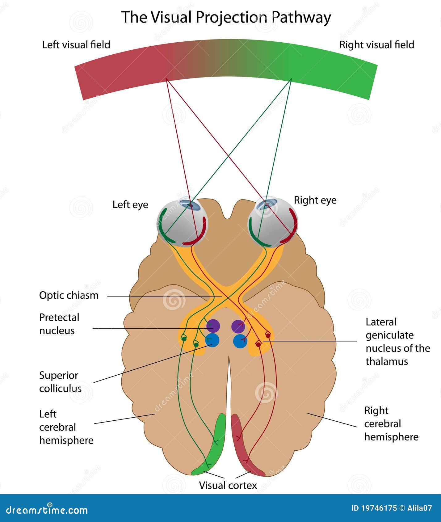 La Voie Visuelle De Projection Illustration de Vecteur - Illustration ...