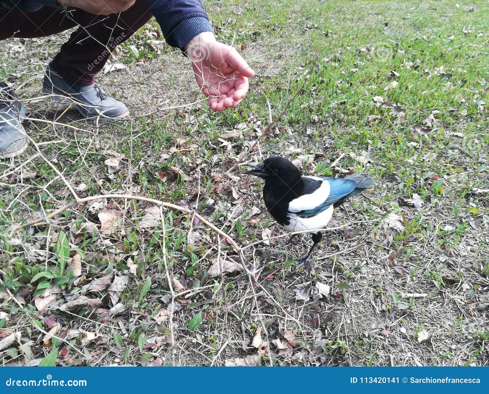 La voleuse de pie au parc image stock. Image du oiseau - 113420141