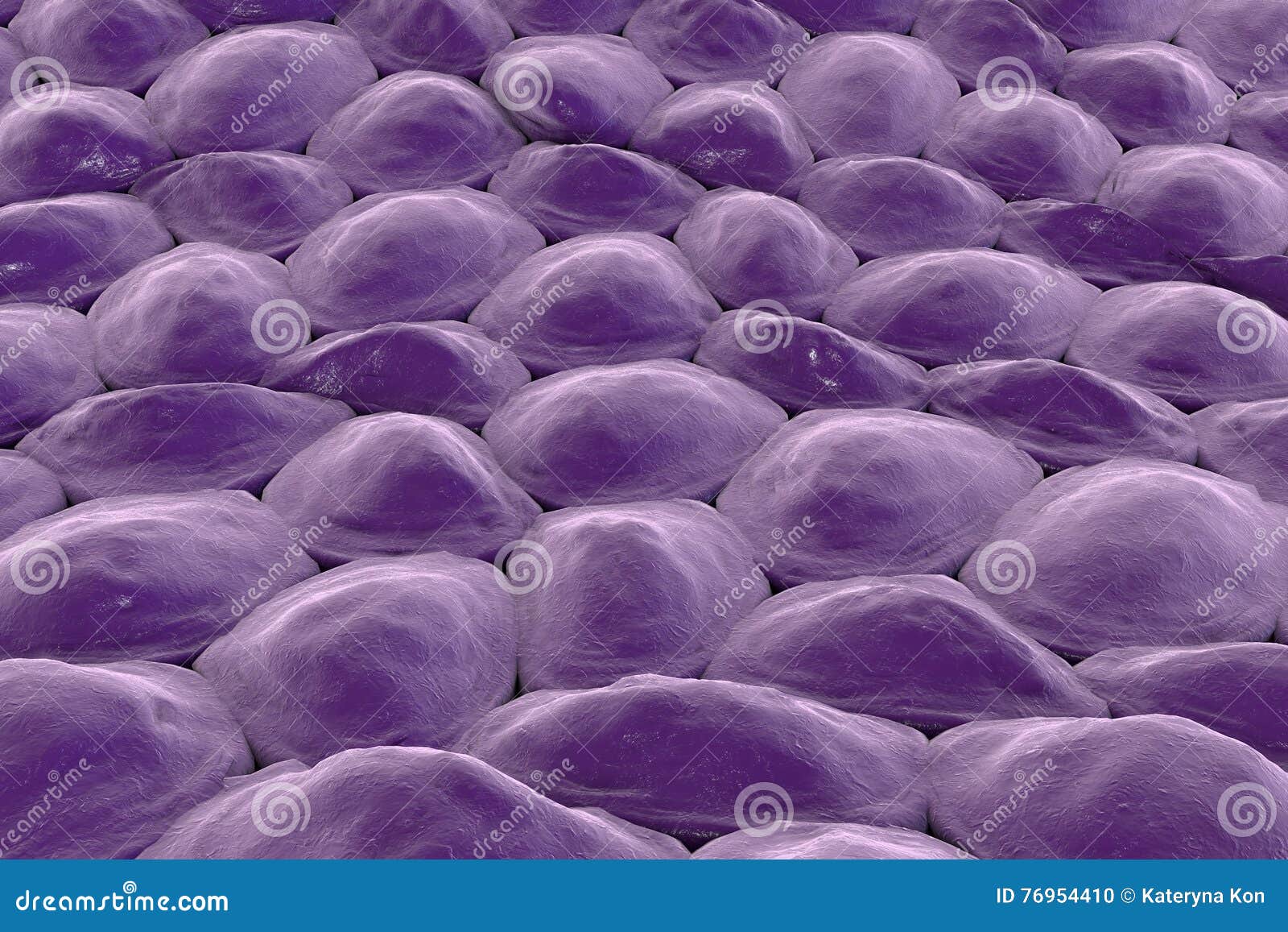 Laag menselijke cellen stock illustratie. Illustration of histologie ...