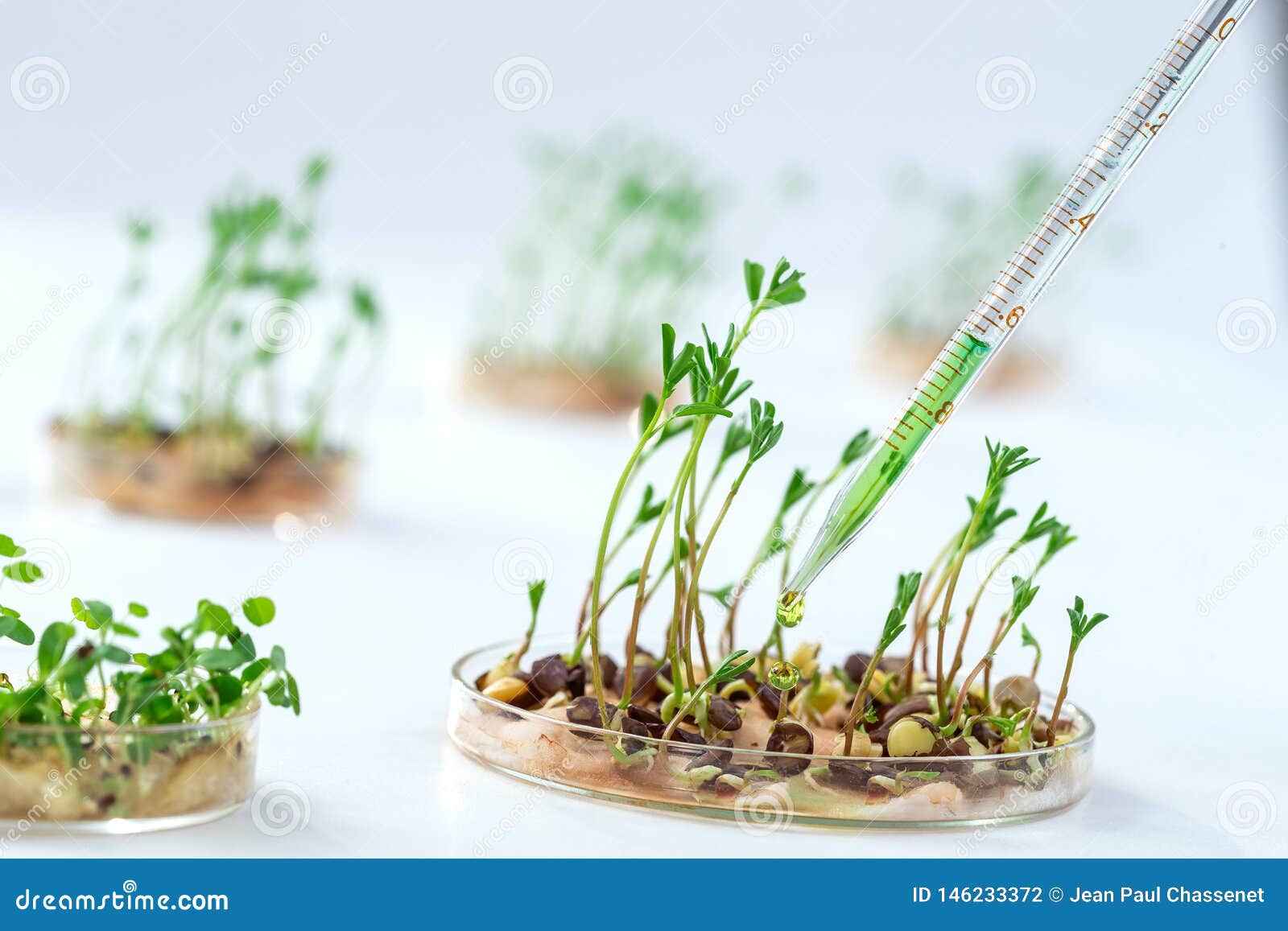 Lab Assistant Adding Pesticides To Sprouted Grains To Accelerate ...