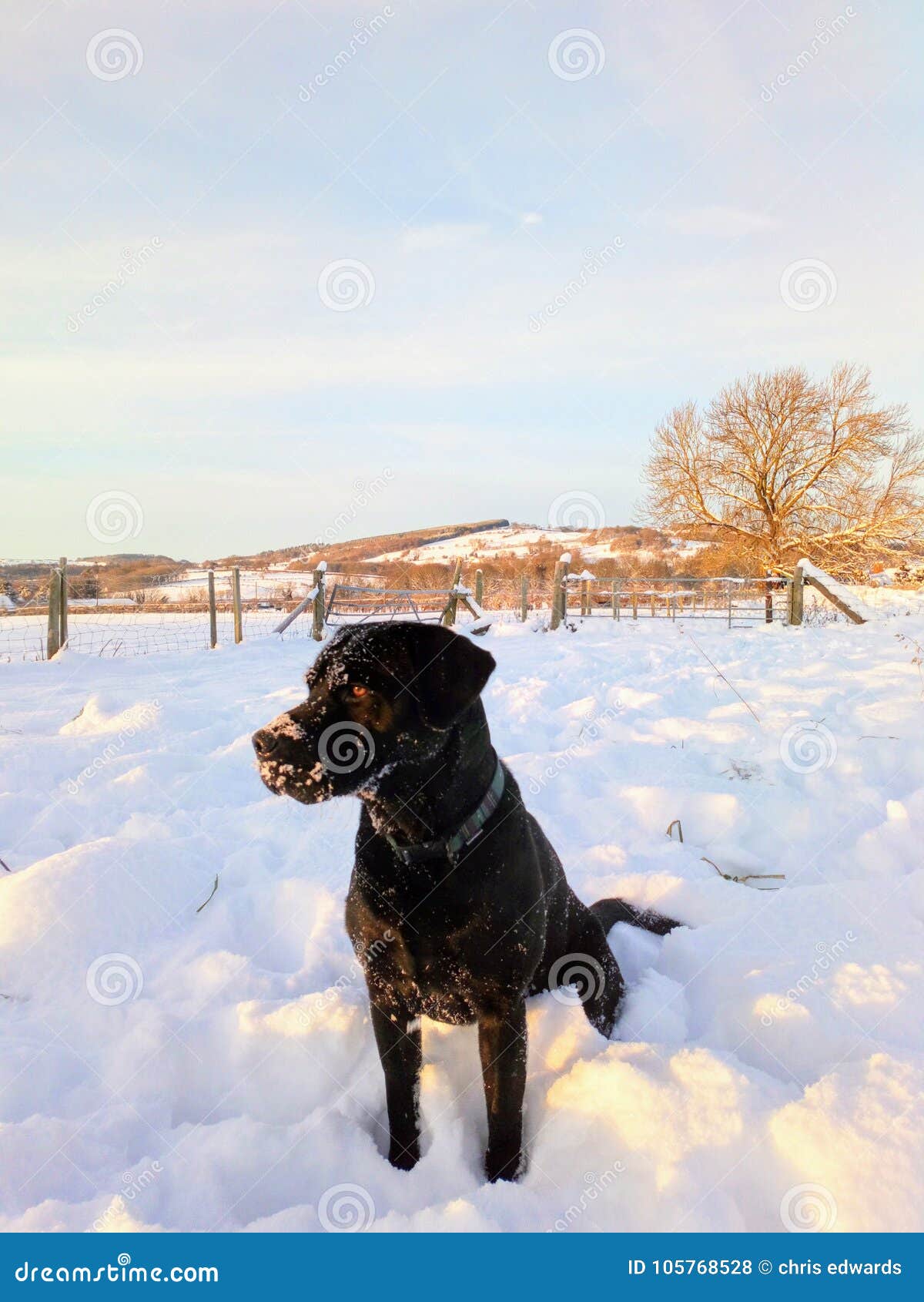 Snow lab stock photo. Image of snow, chilling, winter - 105768528