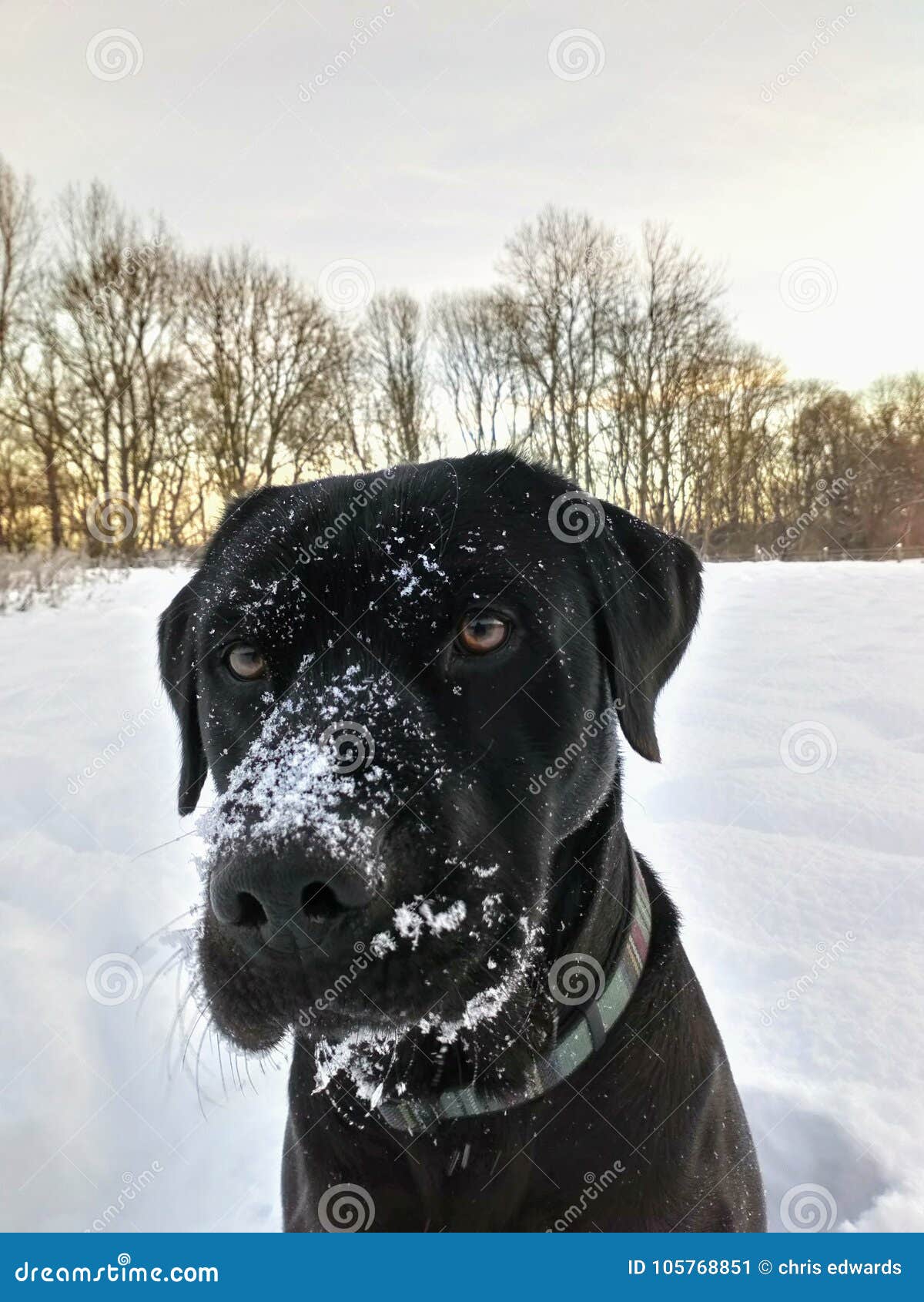 Snow lab stock image. Image of snout, chilling, winter - 105768851