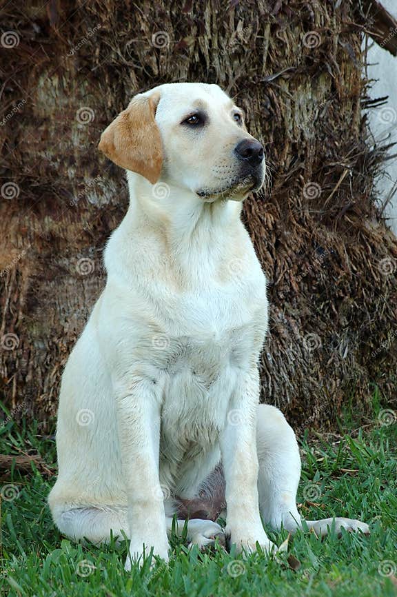 Lab dog stock image. Image of faces, feed, anke, active - 1696457