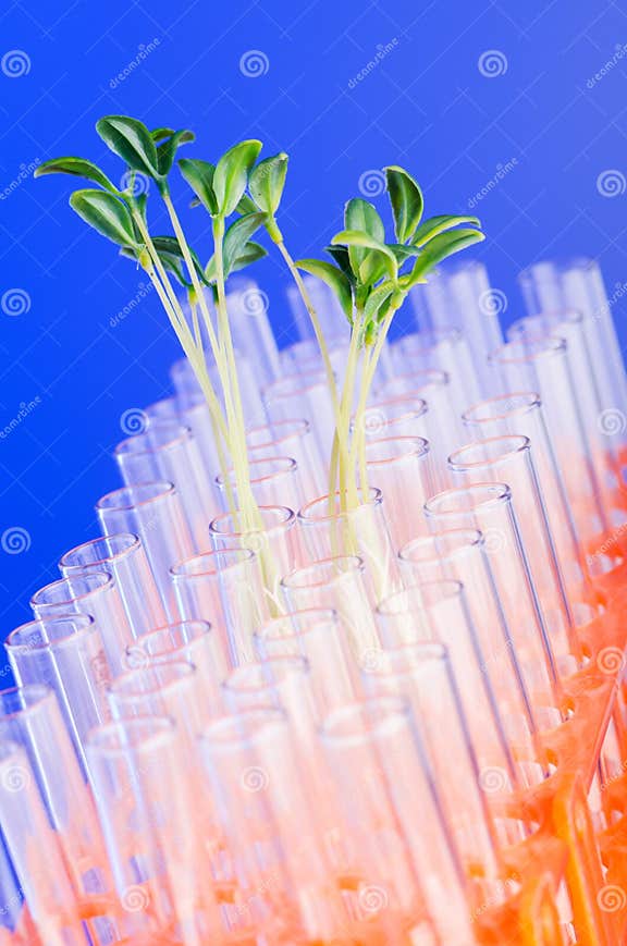 Lab experiment with grass stock image. Image of innovation - 22408393