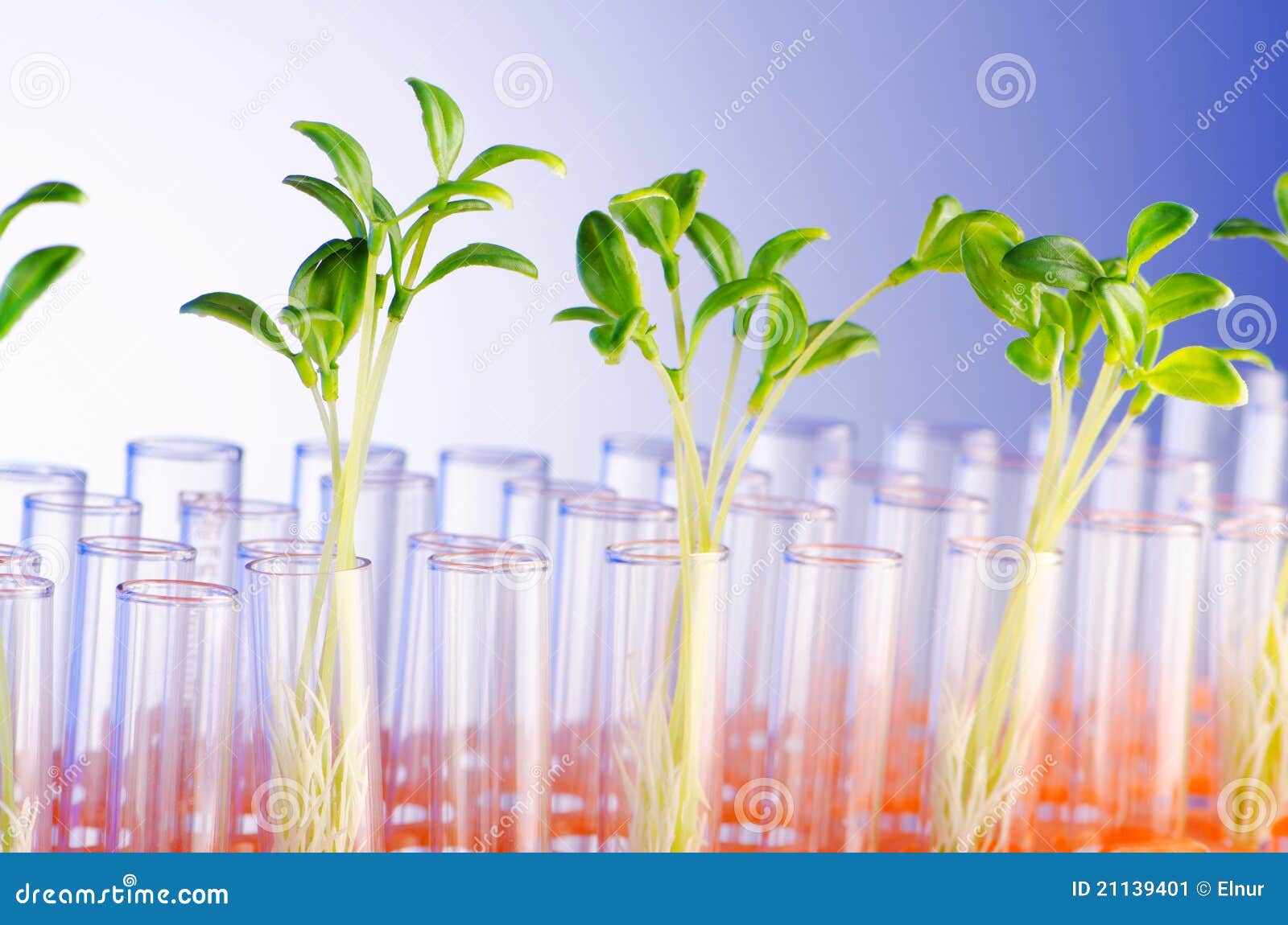 Lab Experiment with Seedlings Stock Image - Image of green ...