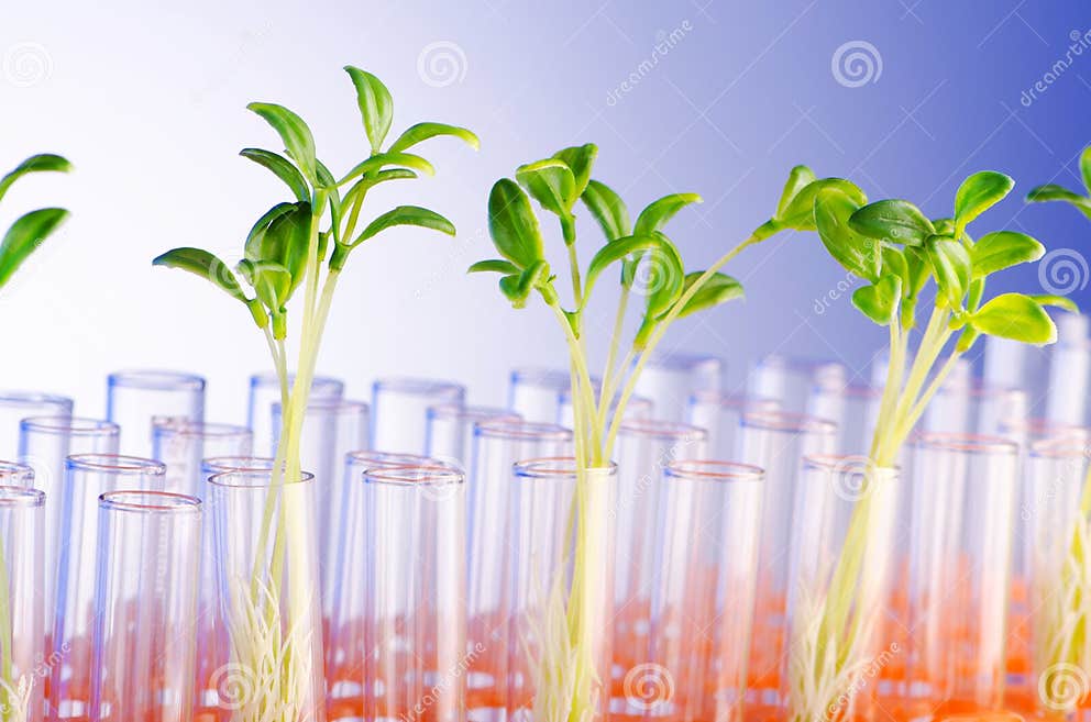 Lab Experiment with Seedlings Stock Image - Image of green ...