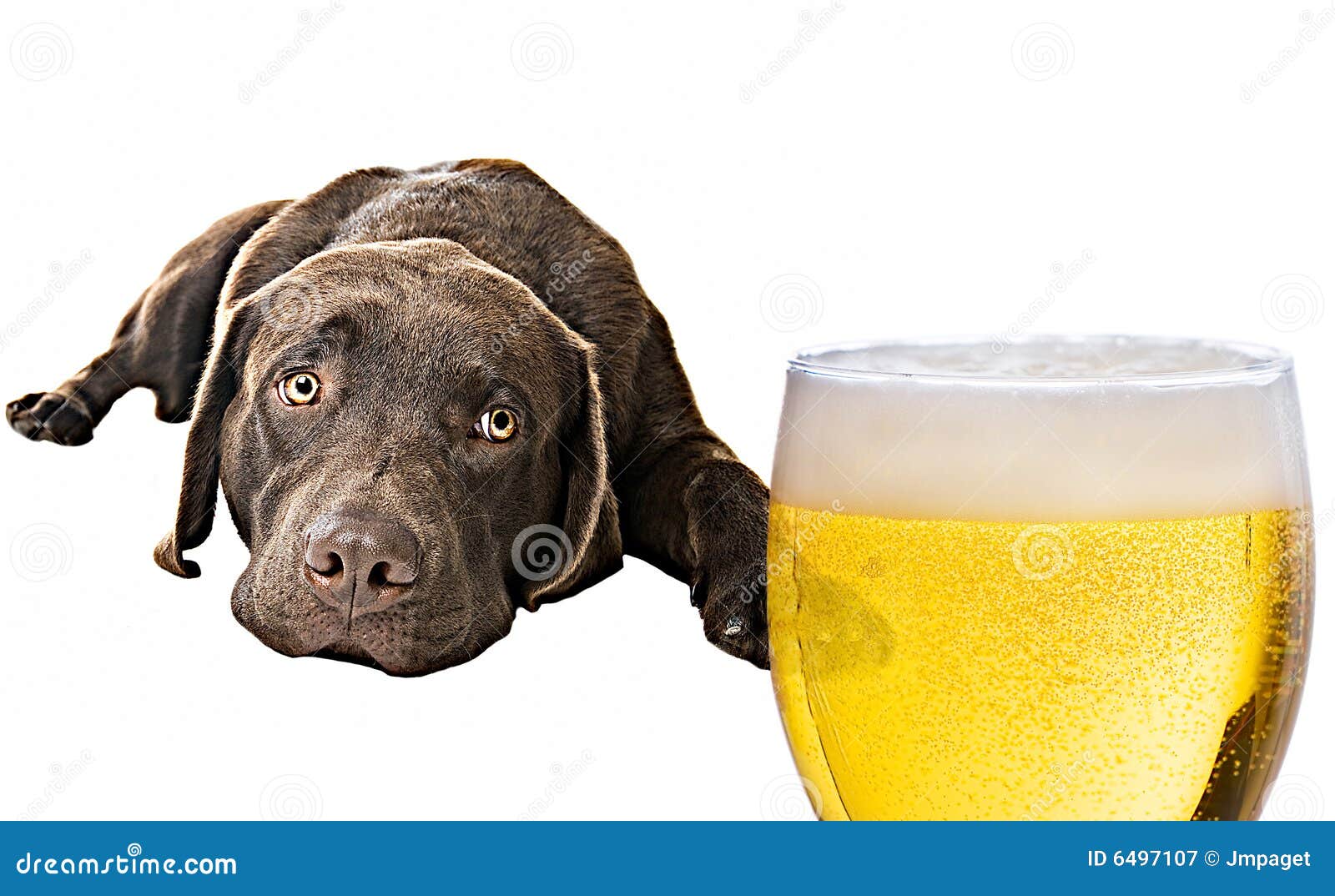 LAb Eyeing Beer stock image. Image of funny, drink, labrador - 6497107
