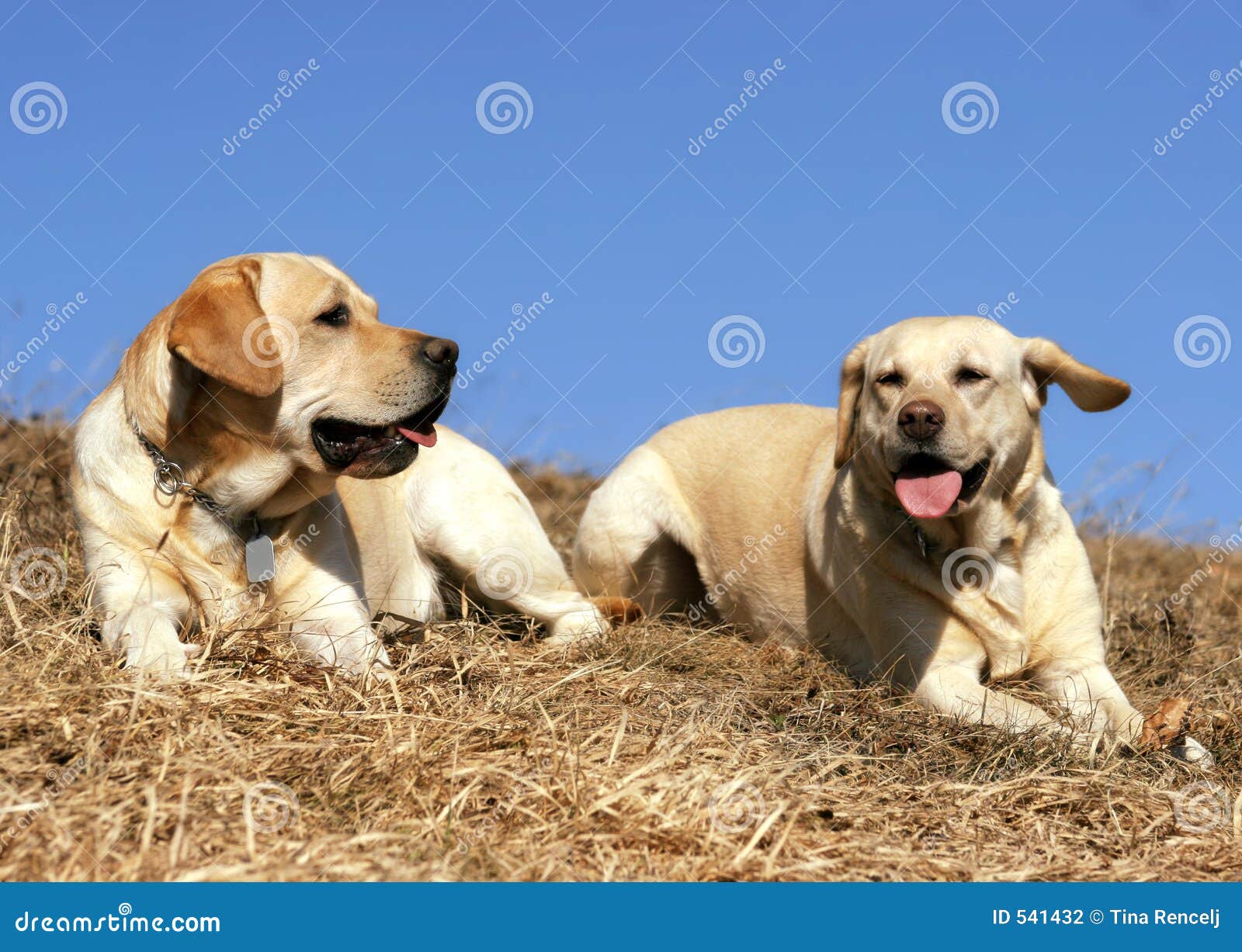 Lab Friends stock photo. Image of friends, obedient, funny - 541432