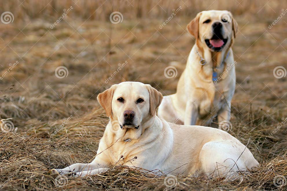 Lab Friends stock image. Image of attention, looking, female - 603167