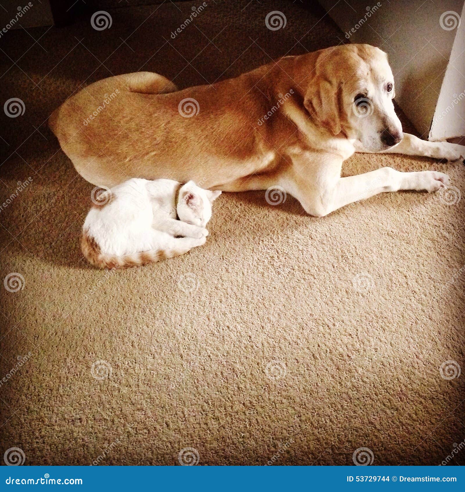 A lab and his cat stock photo. Image of bffs, animals - 53729744