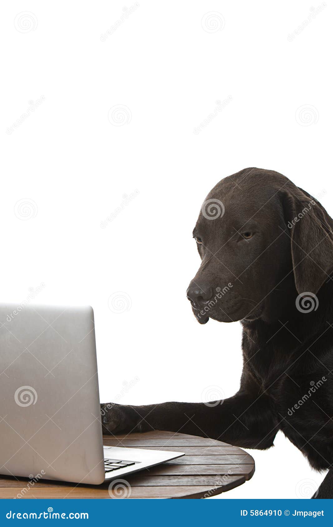 Lab on Laptop stock photo. Image of hound, labrador, chocolate - 5864910