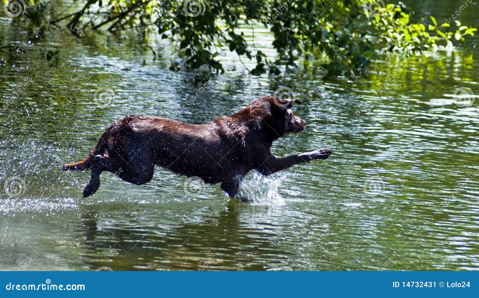 Lab Leaping into Water stock image. Image of collar, beach - 14732431