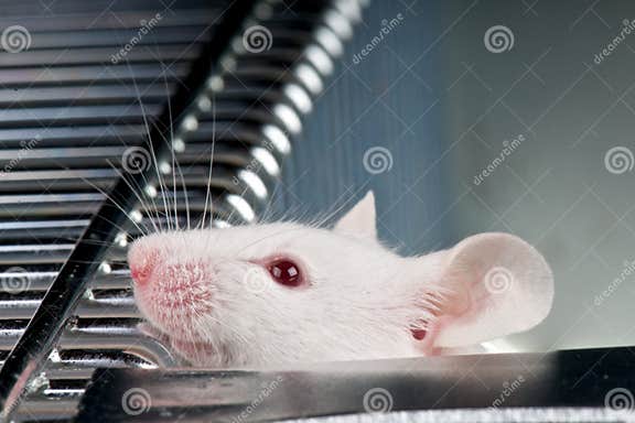 Lab mouse stock image. Image of biology, rodent, omnivore - 24793981