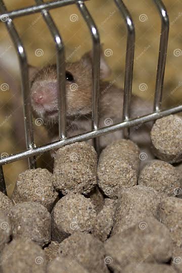 Lab mouse in a cage stock photo. Image of research, animal - 10985986