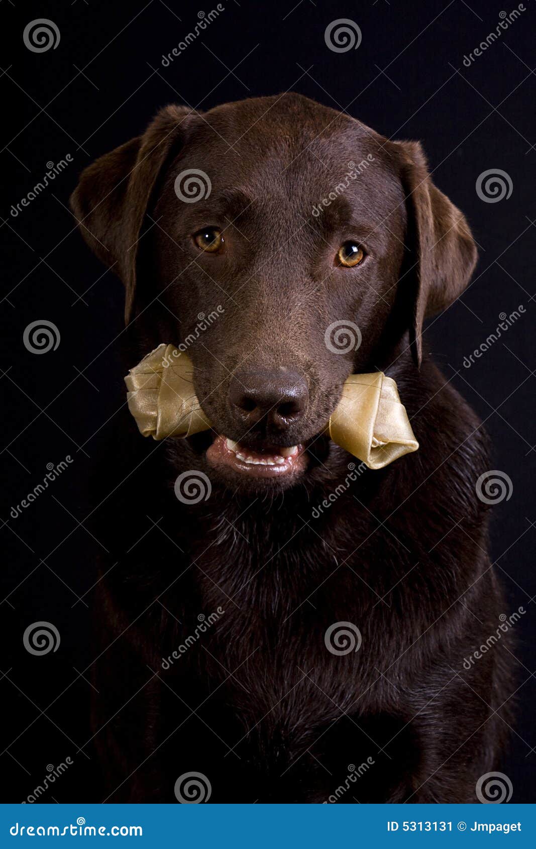 Lab plus Bone = Happy stock image. Image of woof, choccy - 5313131