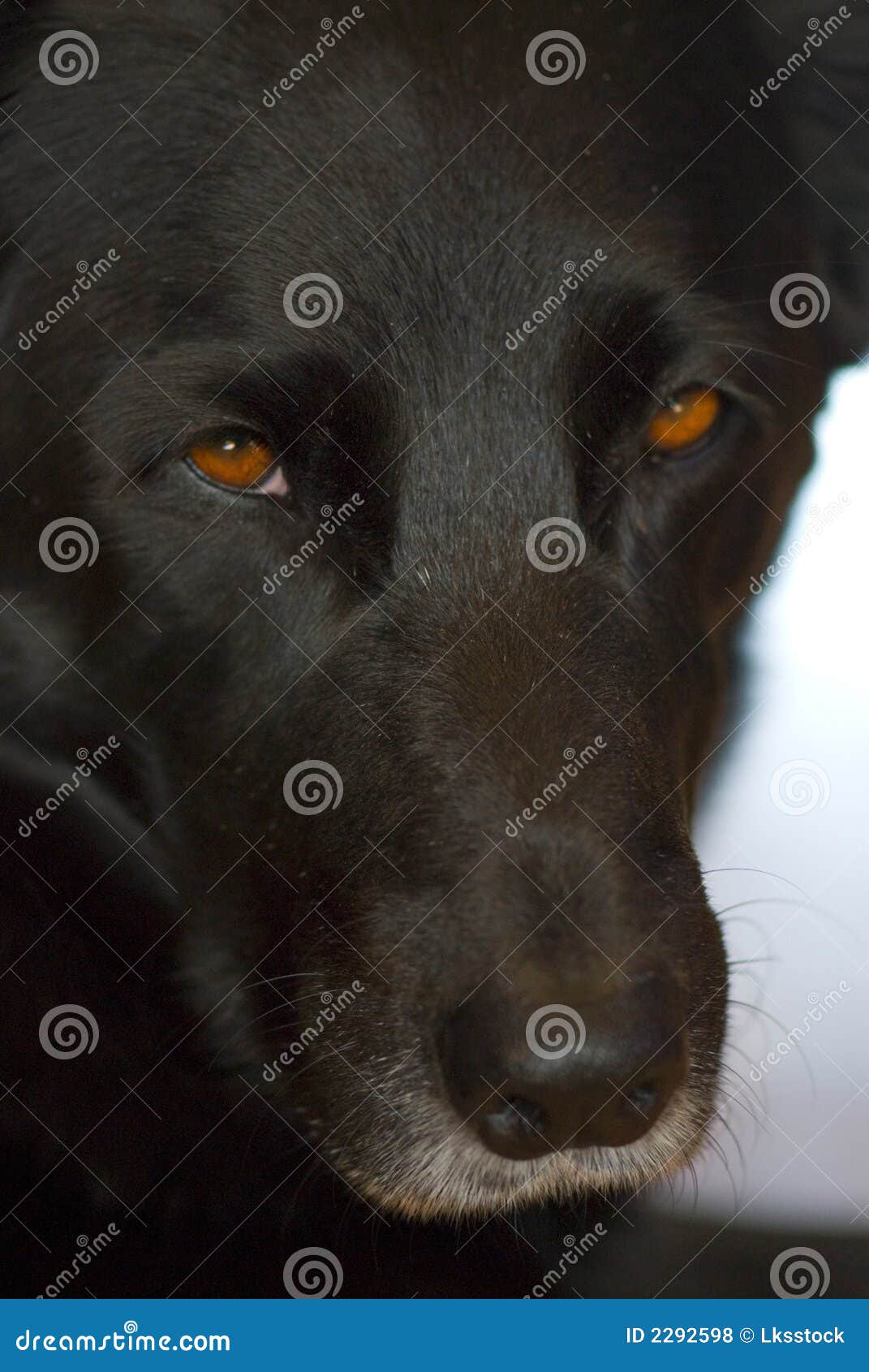 Lab portrait stock photo. Image of vertical, obedient - 2292598