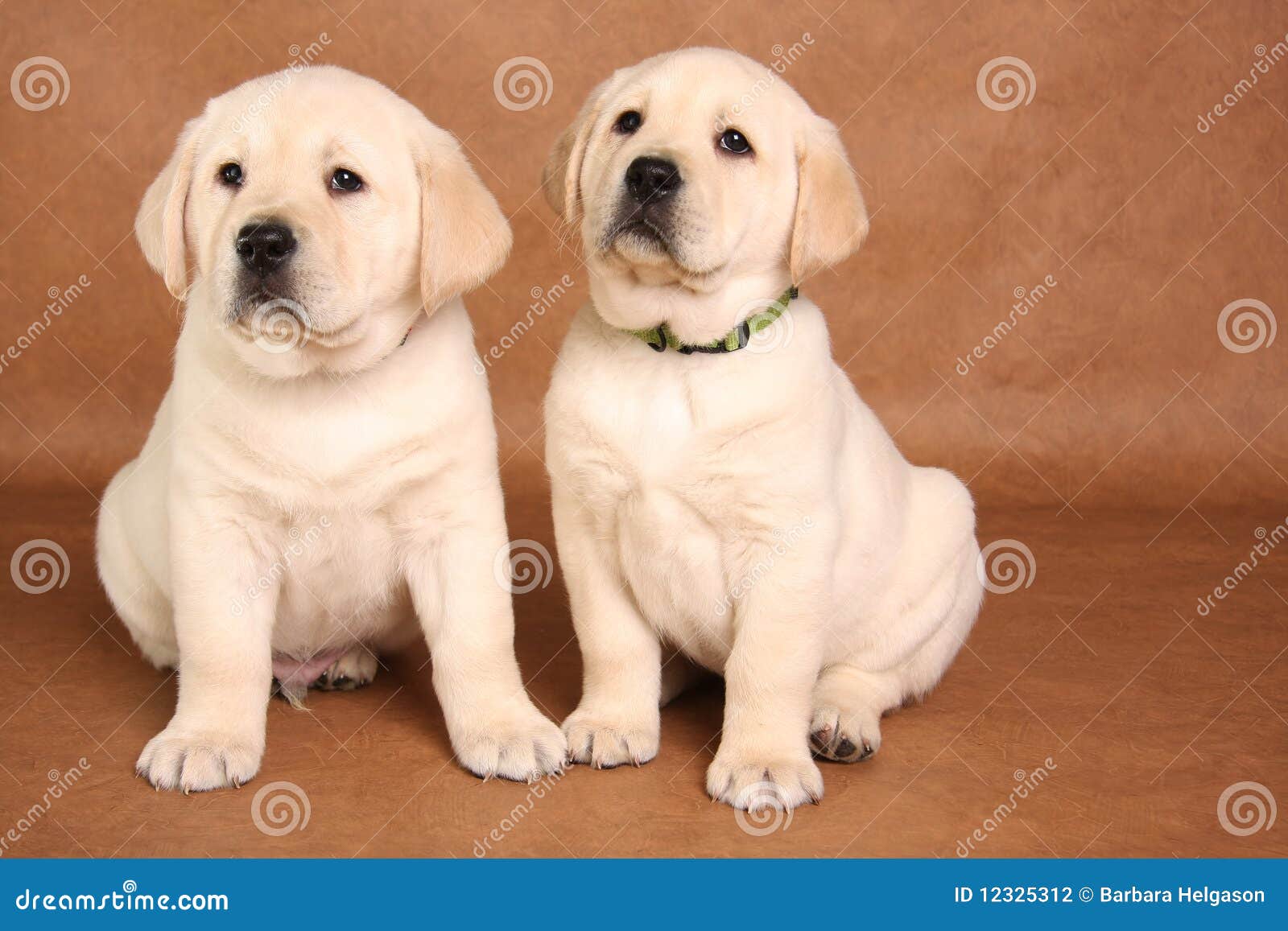 Lab puppies stock photo. Image of pets, baby, young, labrador - 12325312