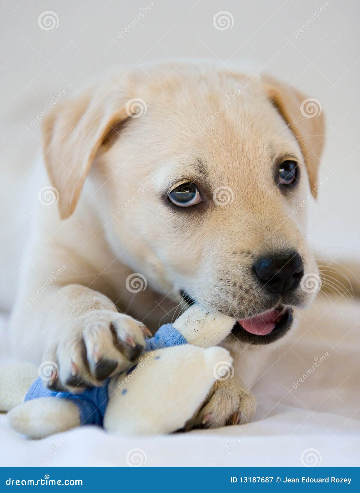 Lab puppy stock image. Image of labrador, puppy, cute - 13187687