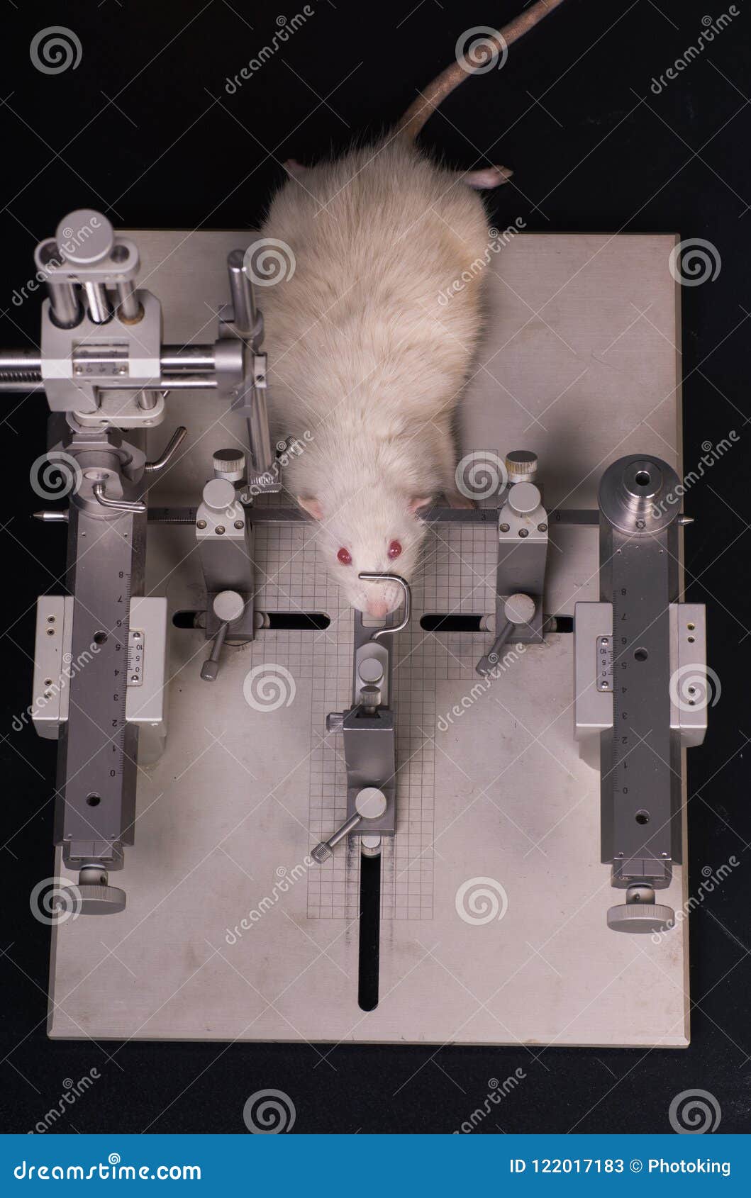Lab Rat Fixed by Medical Device Stock Image - Image of discovery ...