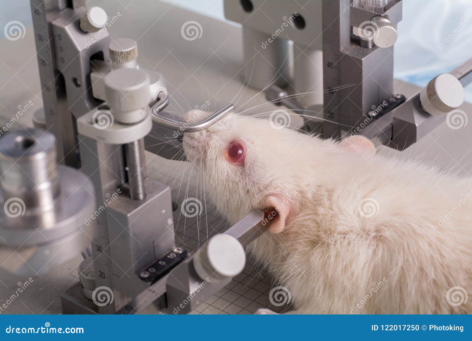 Lab Rat Fixed by Medical Device Stock Photo - Image of instrument ...