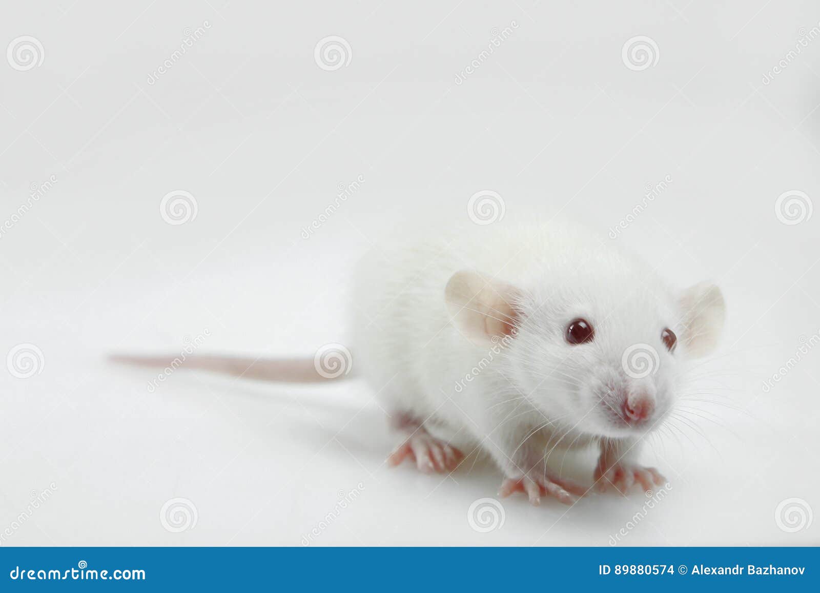 Lab rat stock photo. Image of nature, wool, experiment - 89880574