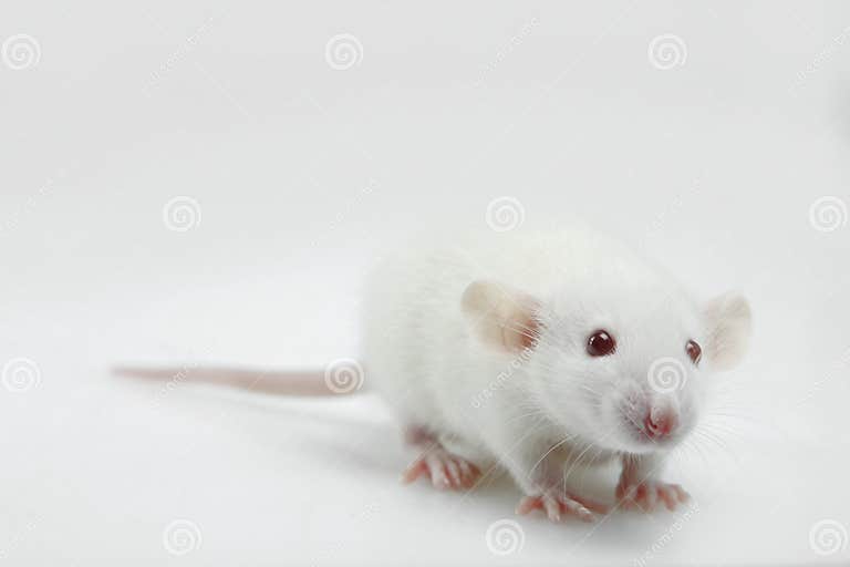 Lab rat stock photo. Image of nature, wool, experiment - 89880574