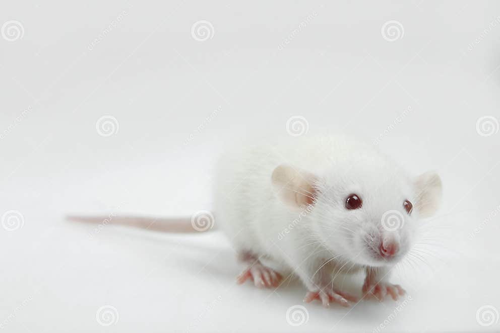 Lab rat stock photo. Image of nature, wool, experiment - 89880574
