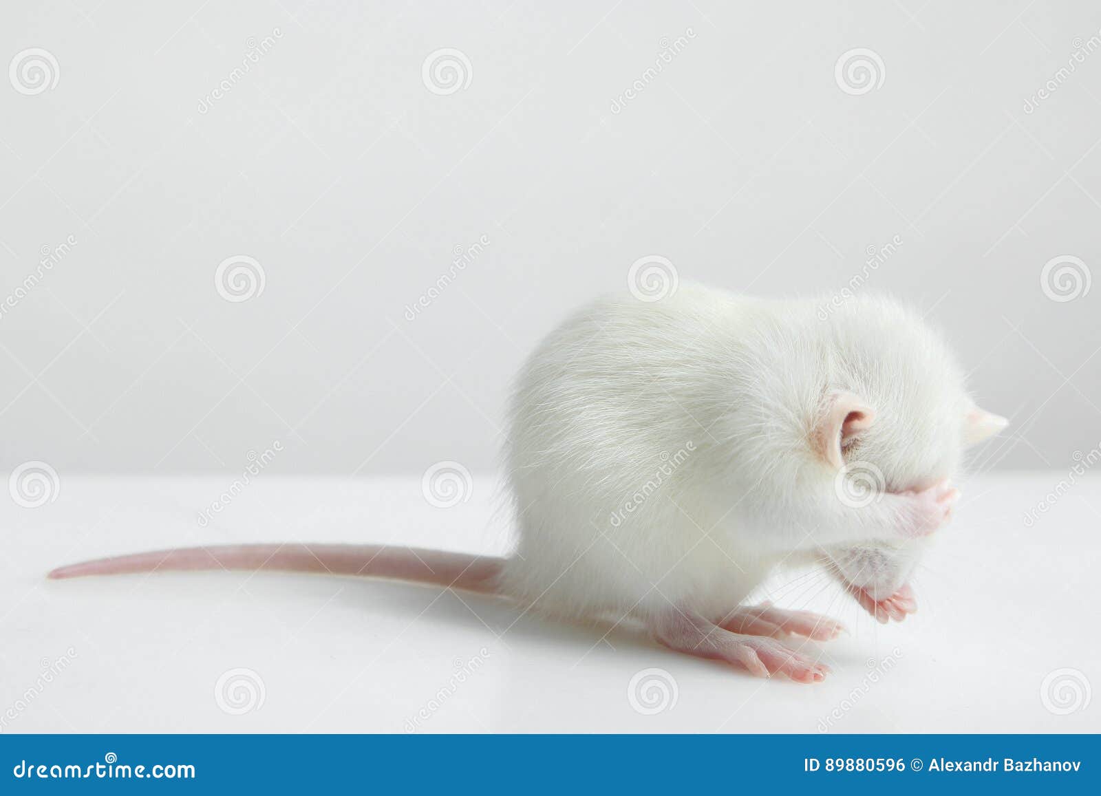 Lab rat stock photo. Image of rodent, decorative, tail - 89880596