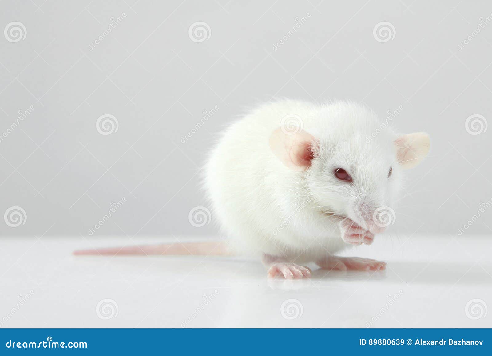 Lab rat stock image. Image of mouse, decorative, nature - 89880639
