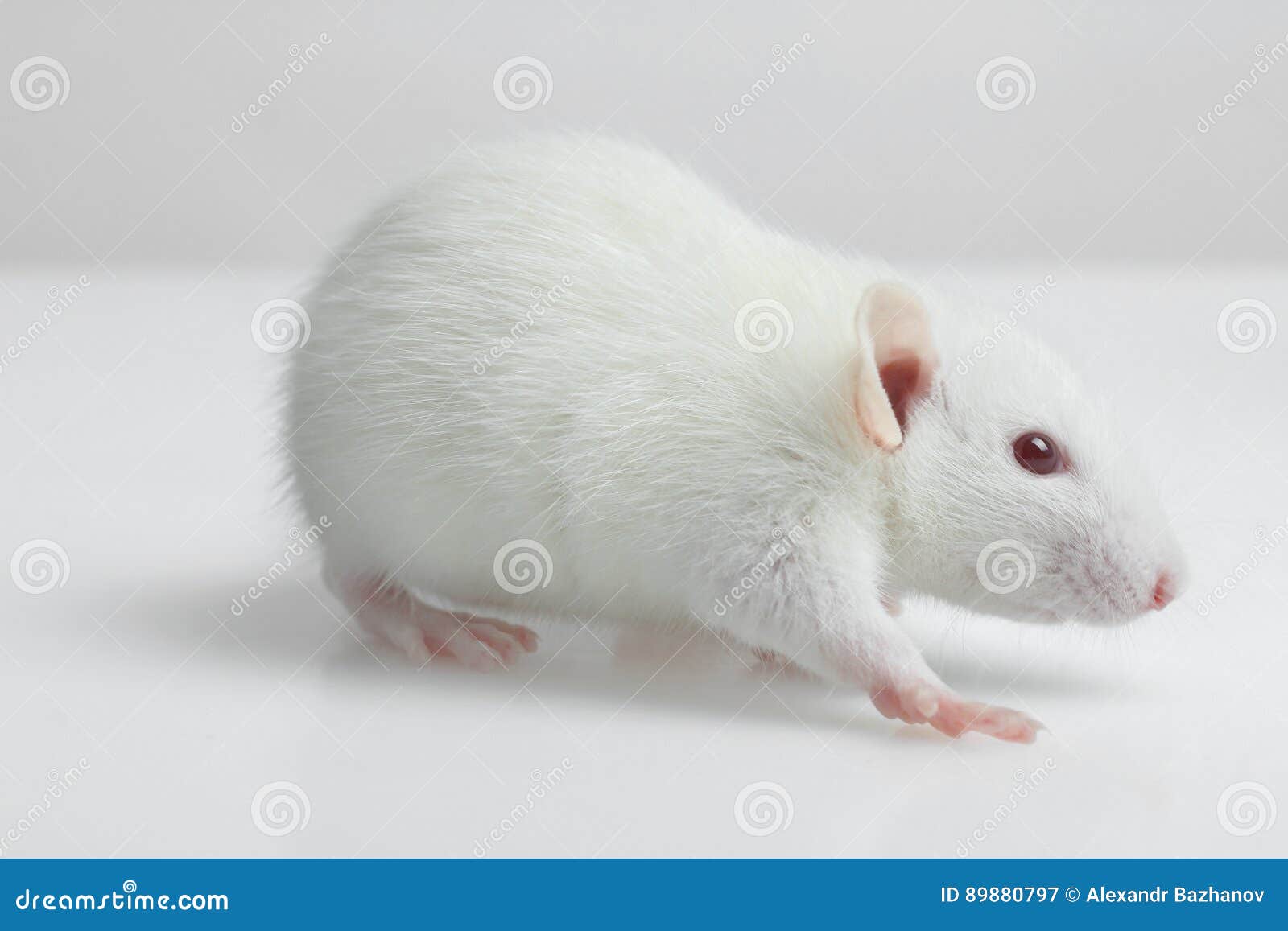 Lab rat stock image. Image of nature, pest, clean, furry - 89880797