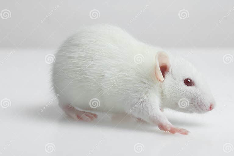 Lab rat stock image. Image of nature, pest, clean, furry - 89880797