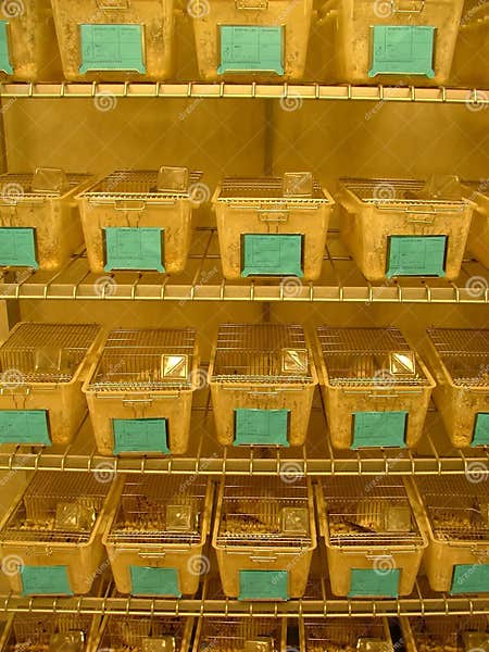 Lab rats stock photo. Image of neuroscience, laboratory - 706466