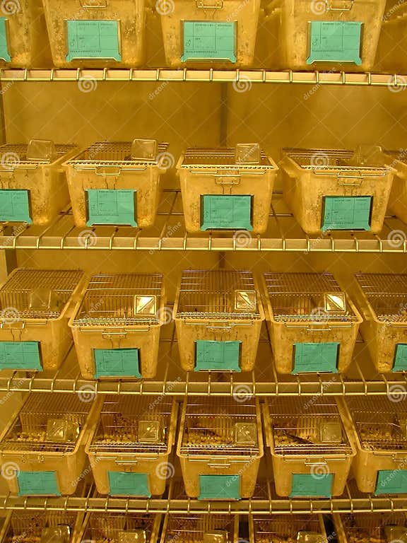 Lab rats stock photo. Image of neuroscience, laboratory - 706466