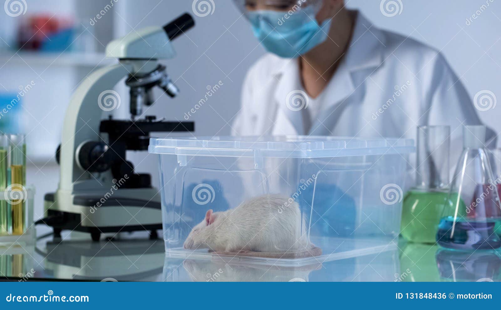 Lab Researcher Working at Microscope, Rat in Plastic Box on Table ...