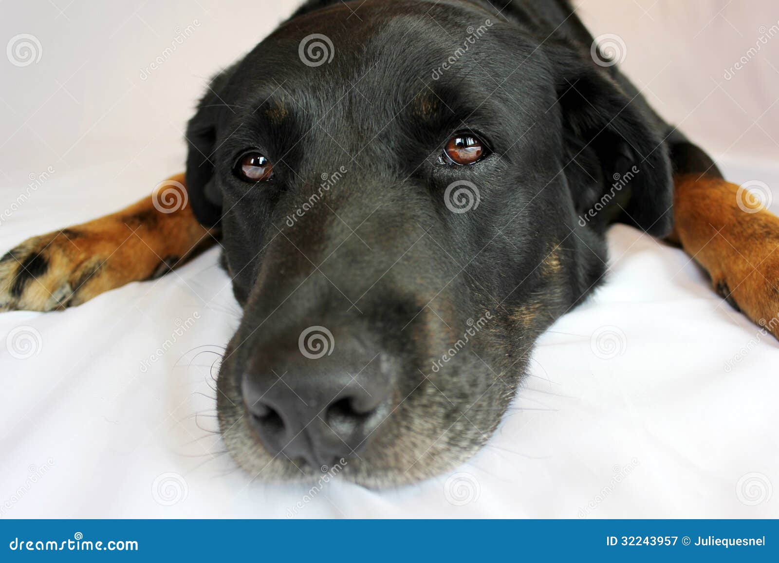 Lab / rottweiler stock image. Image of animal, veterinarian - 32243957