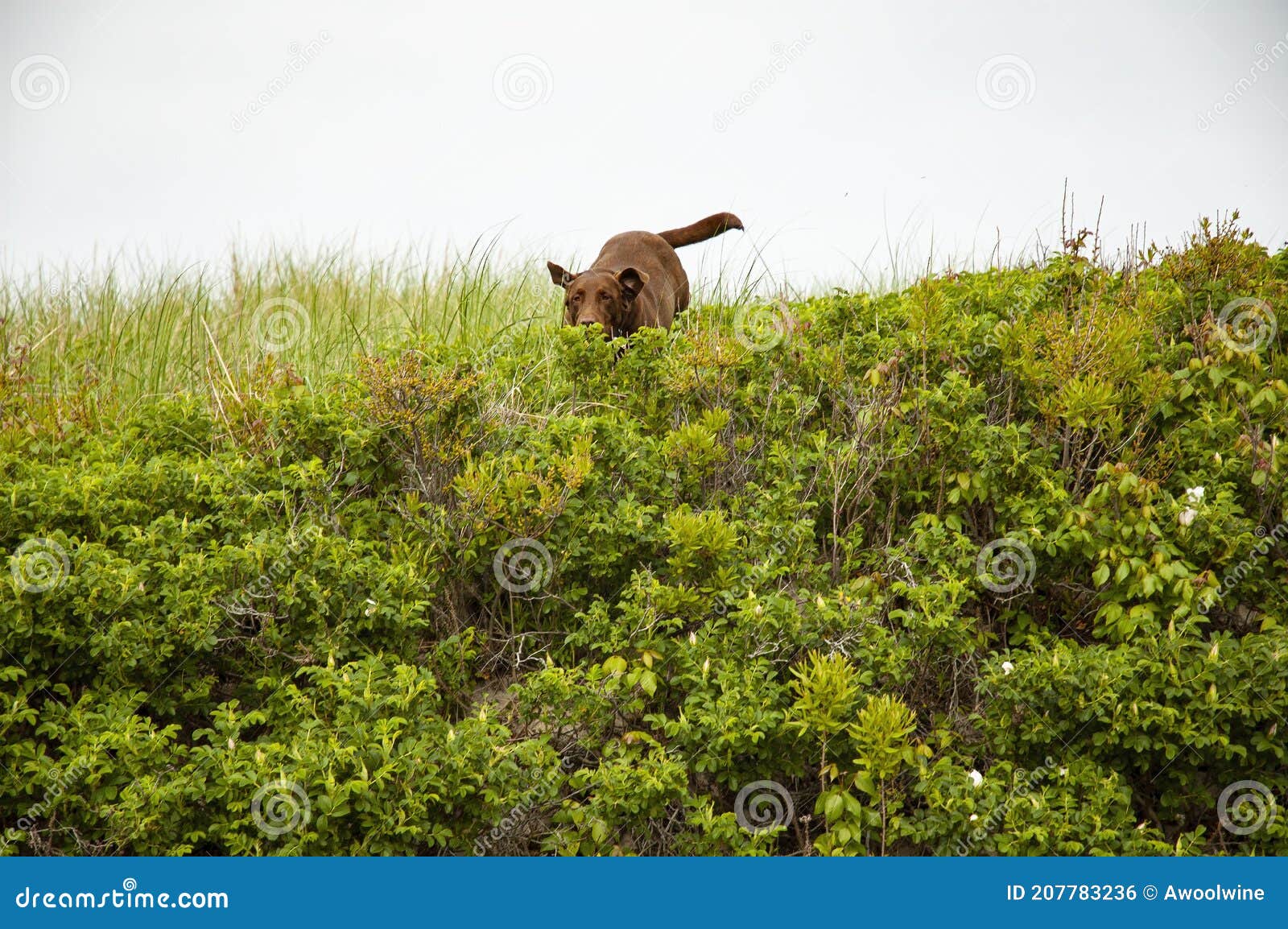 Lab Running and Playing in Tall Grass at Beach Stock Photo - Image of ...