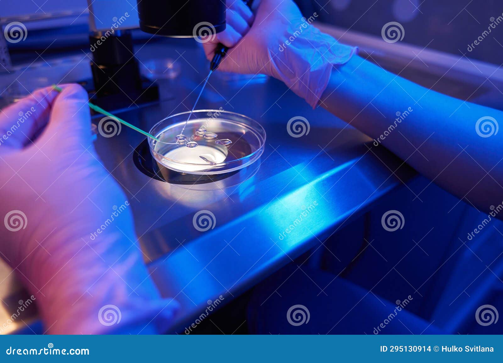 Lab Scientist Combining Female Egg with Sperm in Petri Dish Stock Photo ...